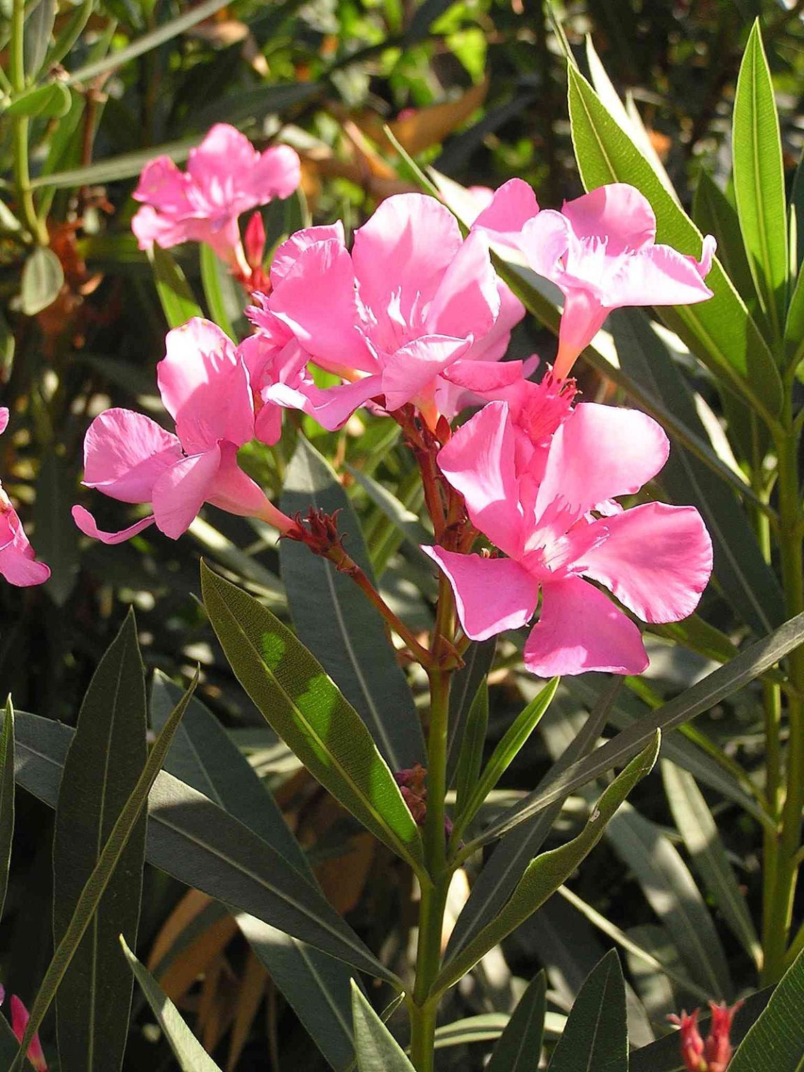Laurier-rose — Nerium oleander - PlantesVerte.fr